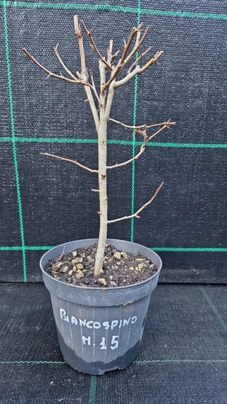 Pianta Prebonsai di Biancospino (Crataegus M) M 15