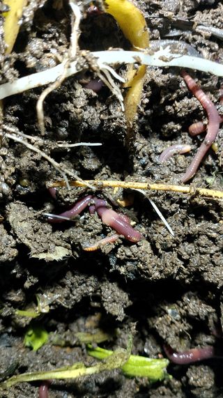 LOMBRICO CALIFORNIANO COMPOSTAGGIO