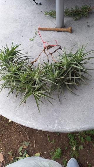 Pianta di tillandsia
