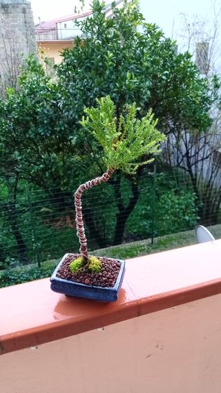 Goldcrest bonsai