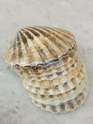 Set conchiglie ciotola