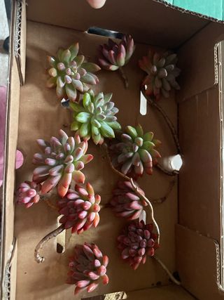 10 rosette Daniele San non radicate