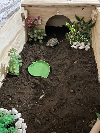 tearrario terrarium tortuga