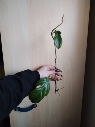 Talee di piante da interno