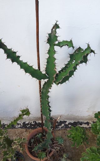 Euphorbia grandicornis pianta grassa